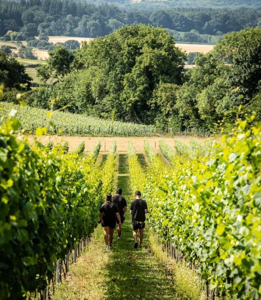 Roebuck Estates | Award-Winning English Sparkling Wine