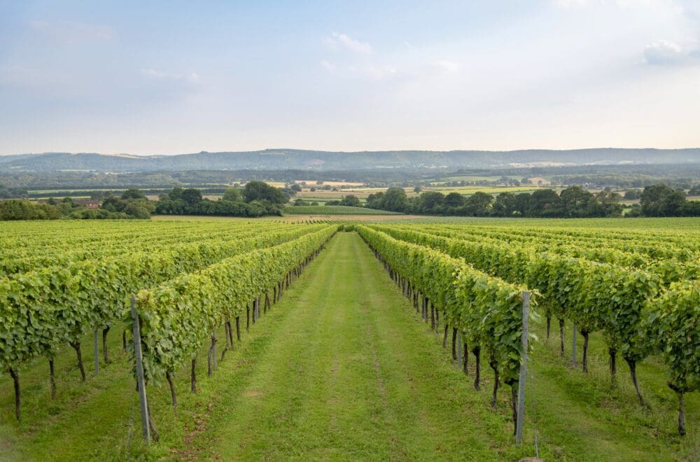 Rosé Reserve 2019 | English Sparkling Rosé | Roebuck
