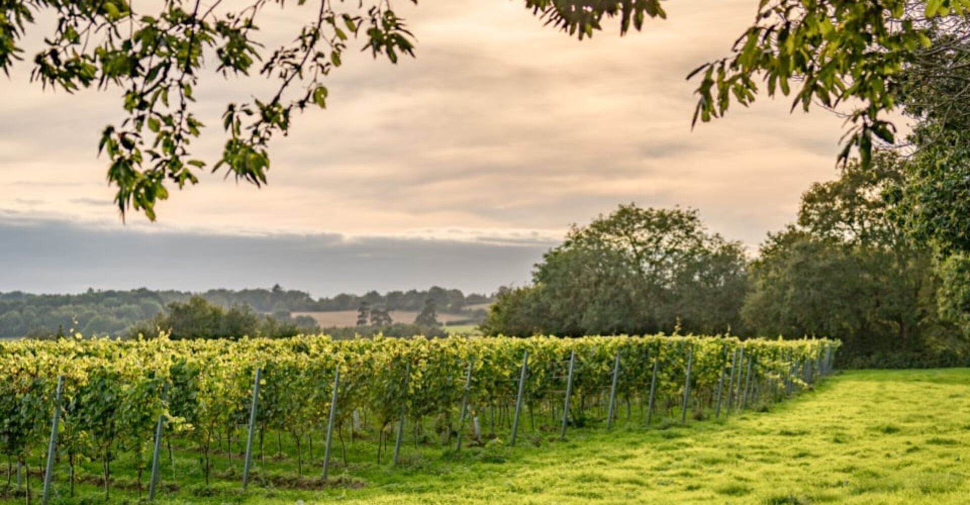 Our Story | Exceptional English Sparkling Wines | Roebuck