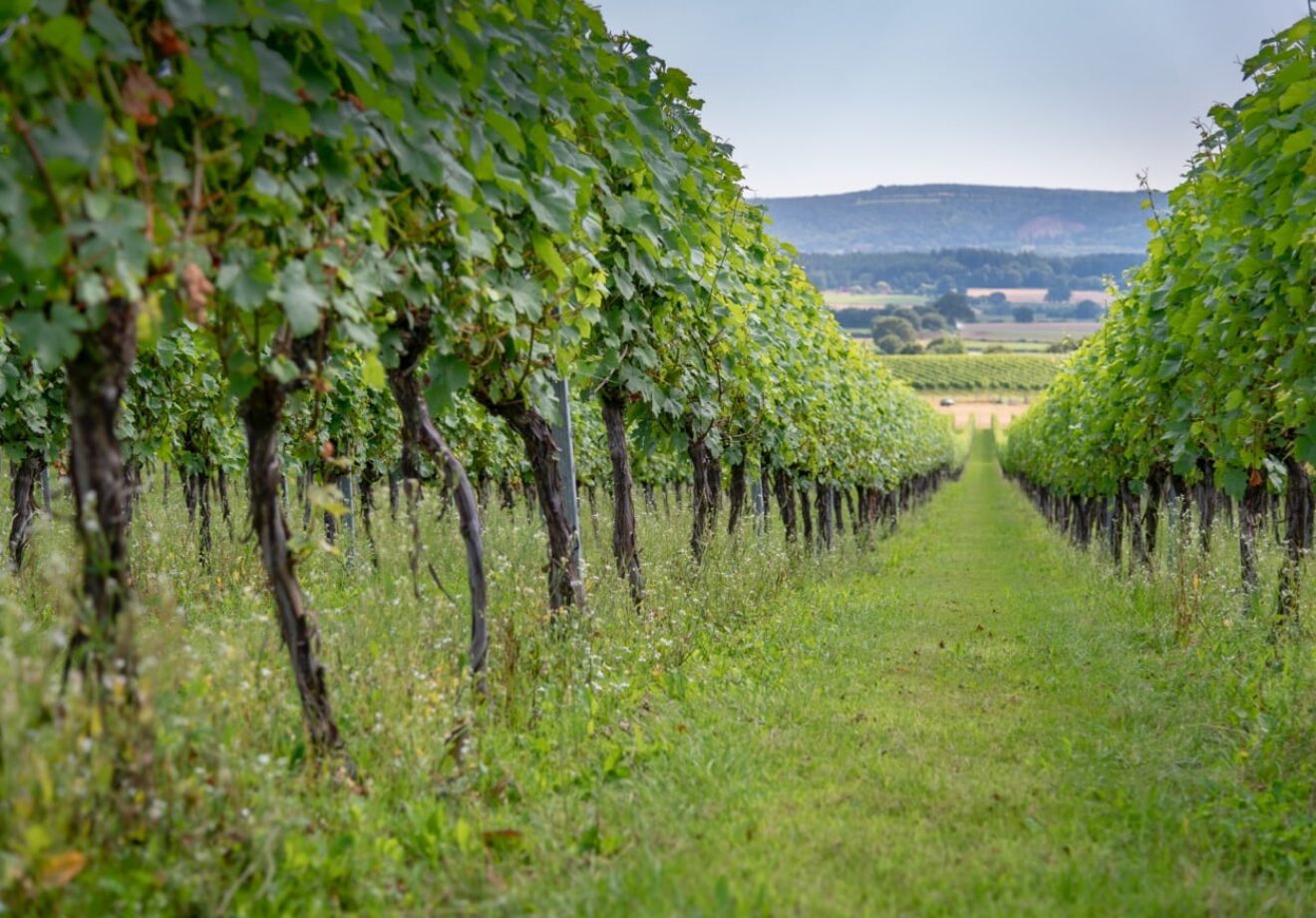 Our Story | Exceptional English Sparkling Wines | Roebuck