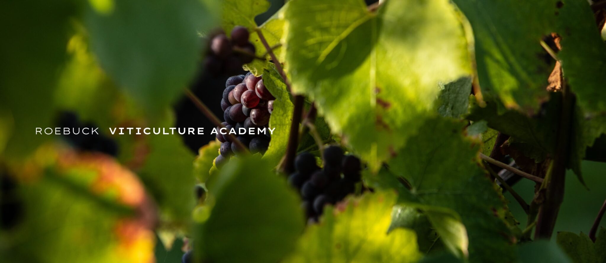 Join the Roebuck Viticulture Academy