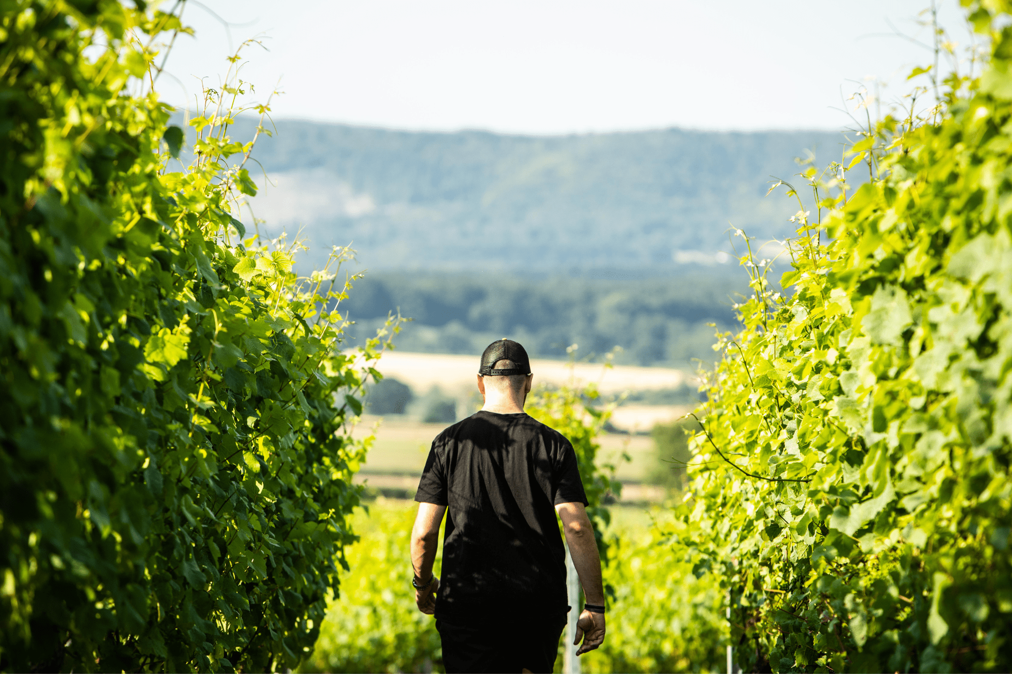 Rare Expressions: Limited-Edition, Vintage Sparkling Wine | Roebuck